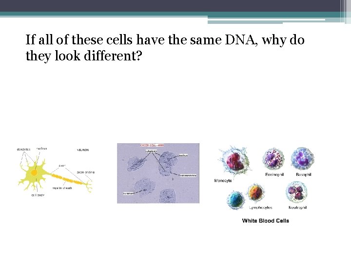 Bell Ringer 3 18 1 Describe DNA structure