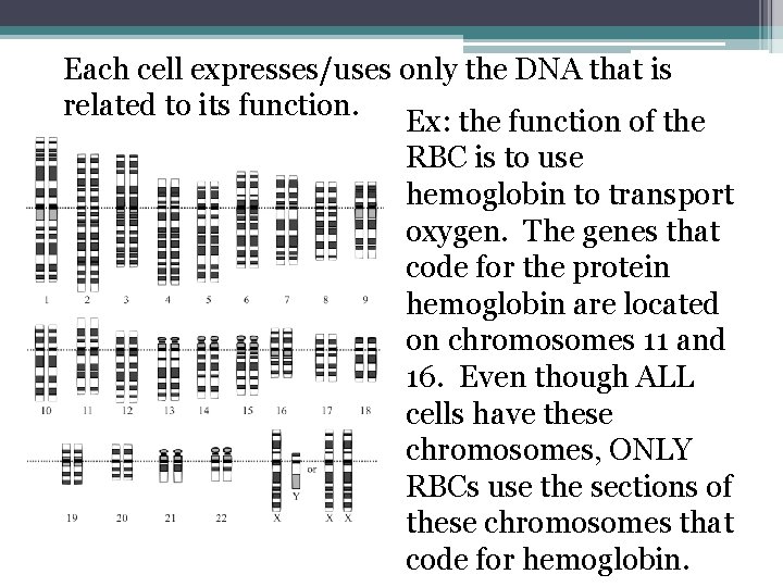 Bell Ringer 3 18 1 Describe DNA structure