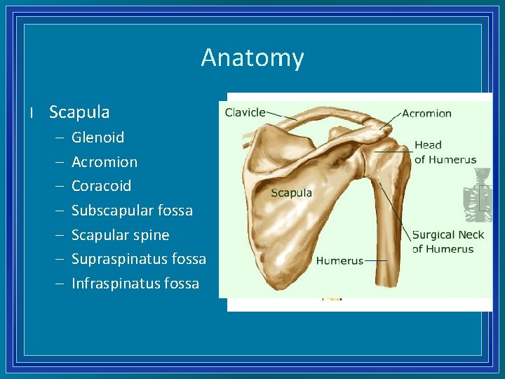 History Physical Examination of the Shoulder Objectives l