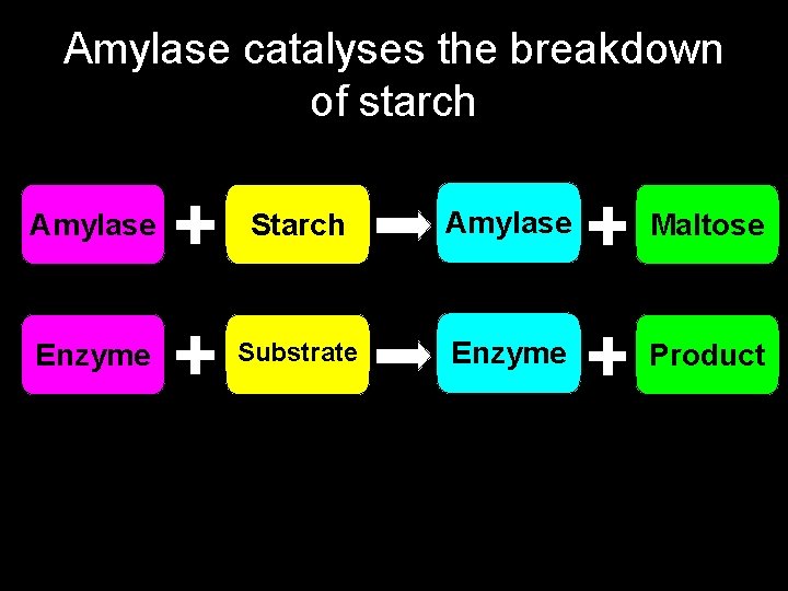 NZY NZYMES Amylase catalyses the breakdown of starch