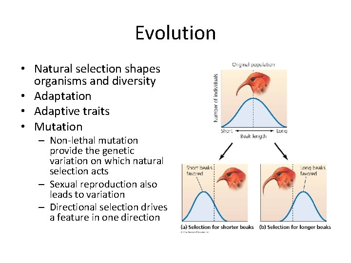 Chapter 3 Evolution Biodiversity and Population Ecology Evolution