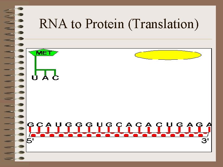 Chapter 10 Protein Synthesis High School Biology Class