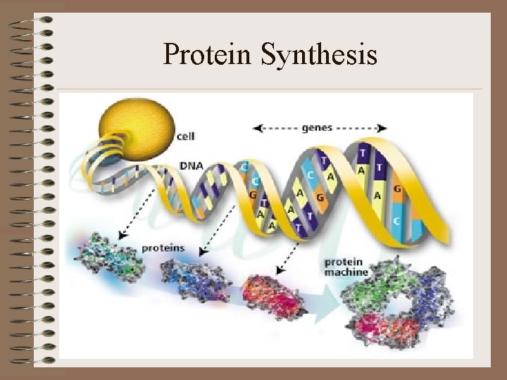 Chapter 10 Protein Synthesis High School Biology Class