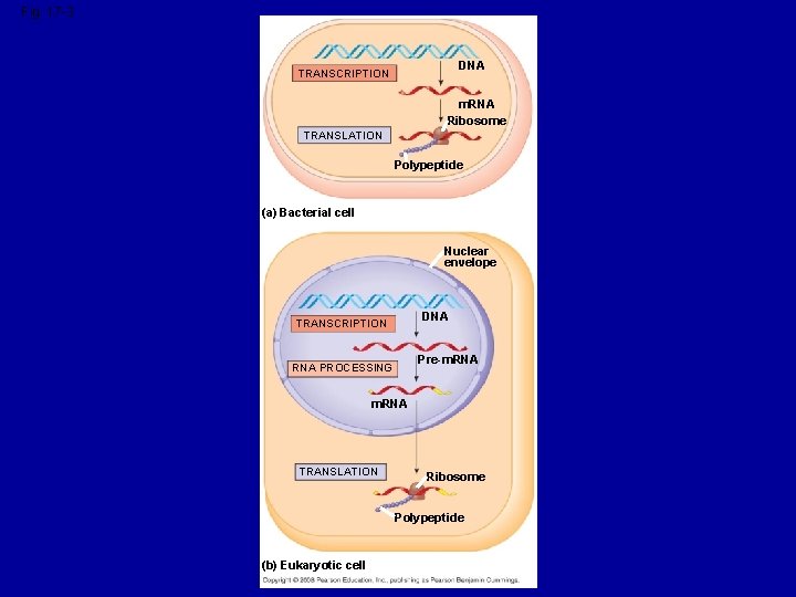 Chapter 17 Molecular Basis of Inheritance Overview The