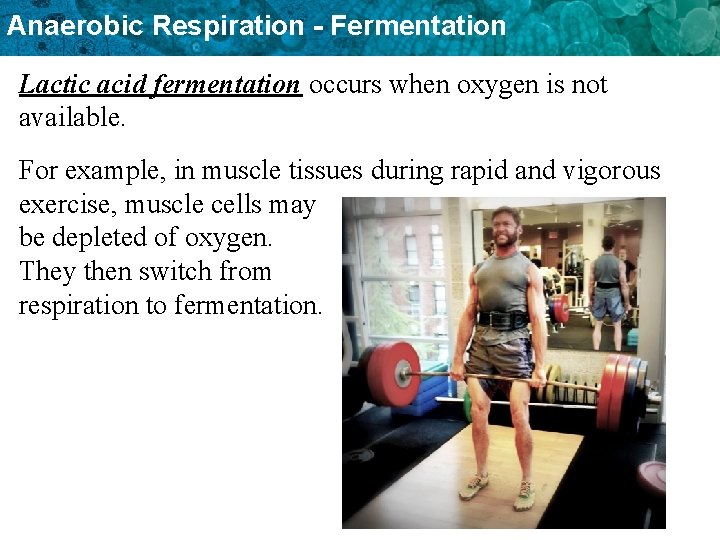 Anaerobic Respiration Fermentation KEY CONCEPT Fermentation allows the