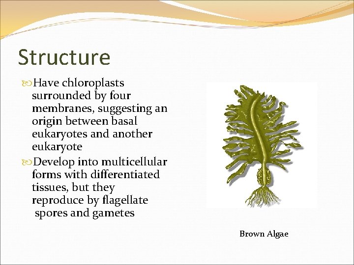KelpBrown Algae By MarieLouise Posch Kelp general term