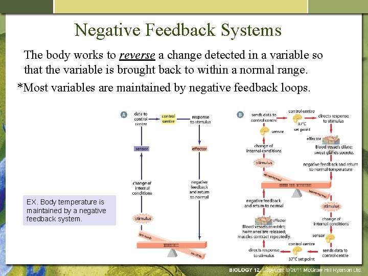 8 1 Human Body Systems and Homeostasis Organization