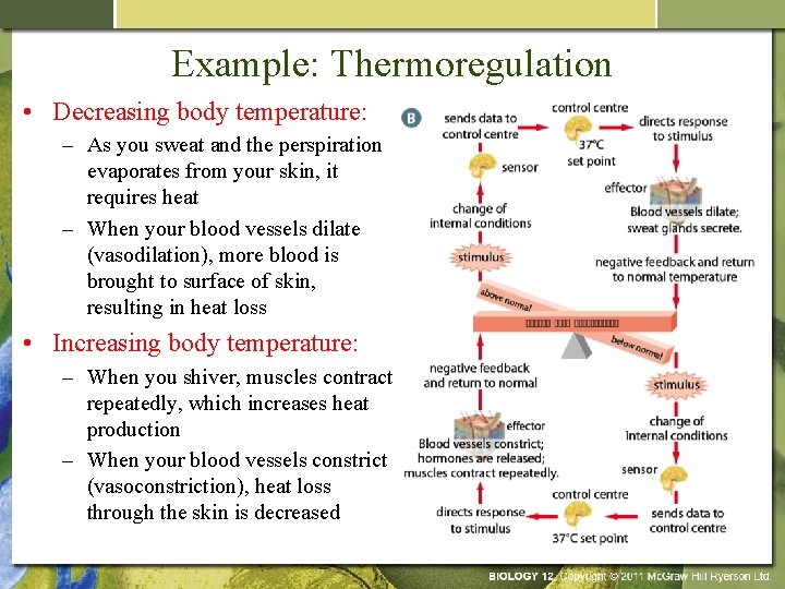 8 1 Human Body Systems and Homeostasis Organization