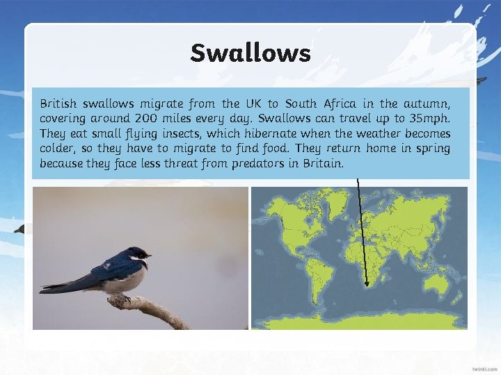 What Is Migration Many mammals birds fish insects