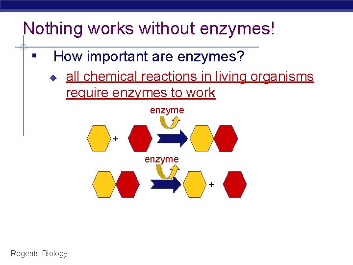 Aim Enzymes Nucleic Acids Warmup HW Regents Biology