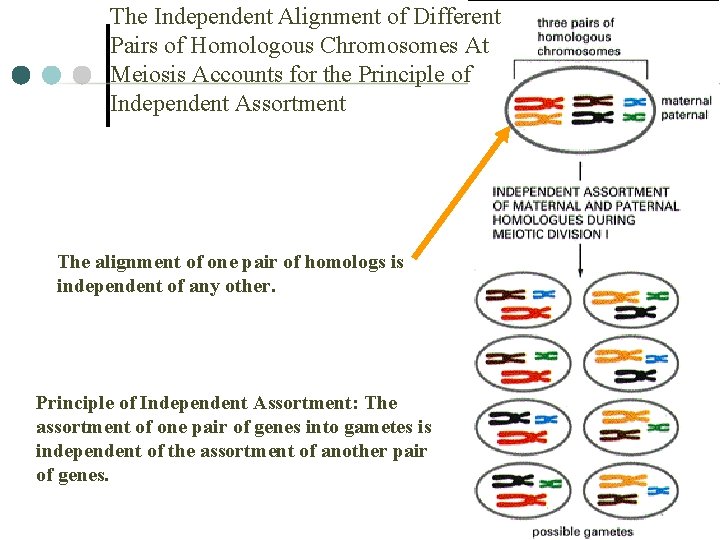 THE DIHYBRID CROSS Studying the inheritance of two