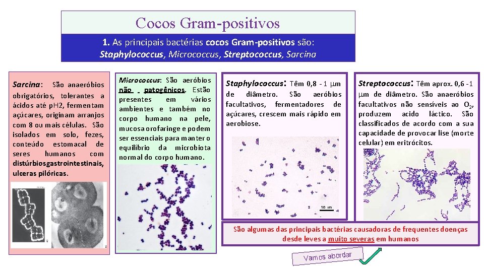 Cocos Grampositivos Instituto de Cincias Biomdicas USP ICBUSP