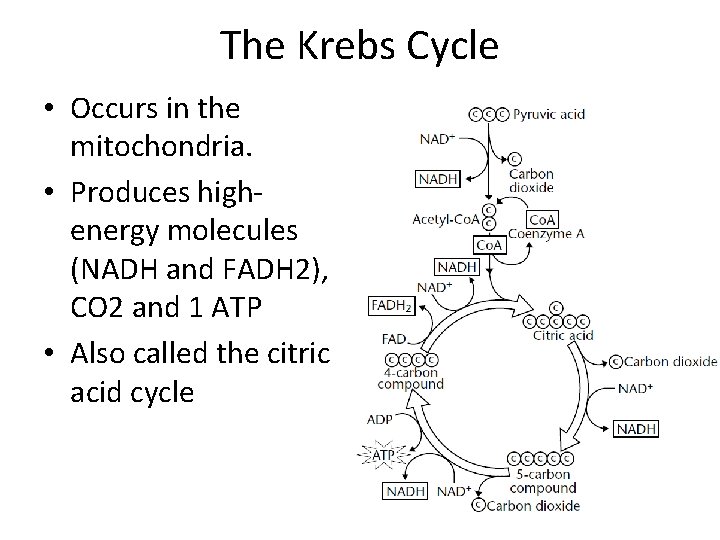 Cellular Respiration Aerobic Respiration Krebs Cycle Electron Transport