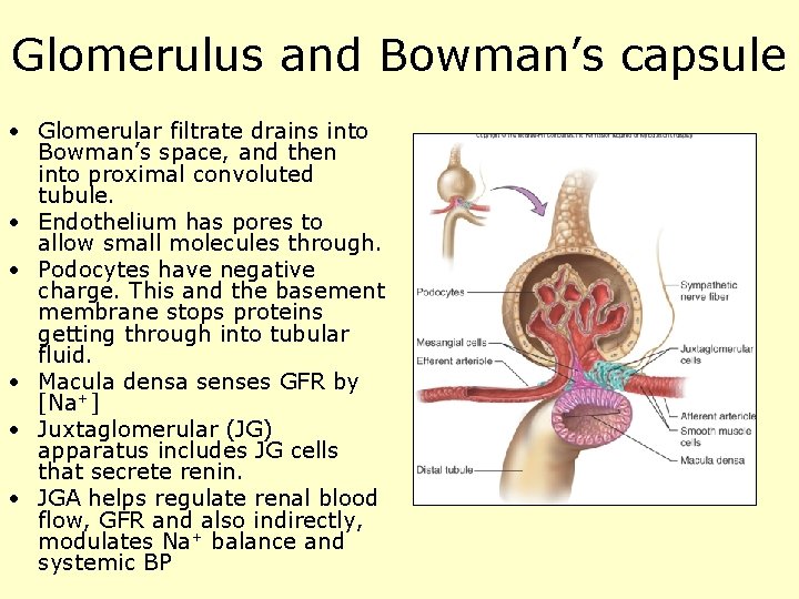 Renal Physiology 1 Dr Derek Scott d scottabdn