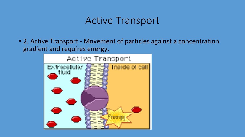 Homeostasis and Cell Processes Homeostasis For your body