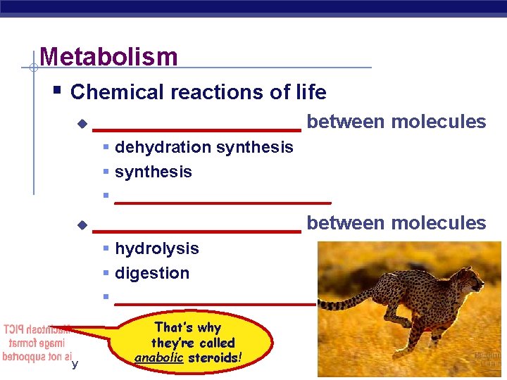 Metabolism Enzymes AP Biology 2007 2008 From food