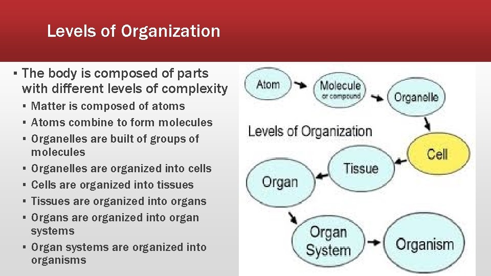Intro to Anatomy and Physiology SUBTITLE Why Study