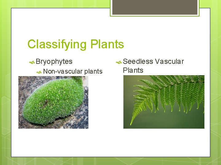 The Plant Kingdom Important Words to Know Bryophytes