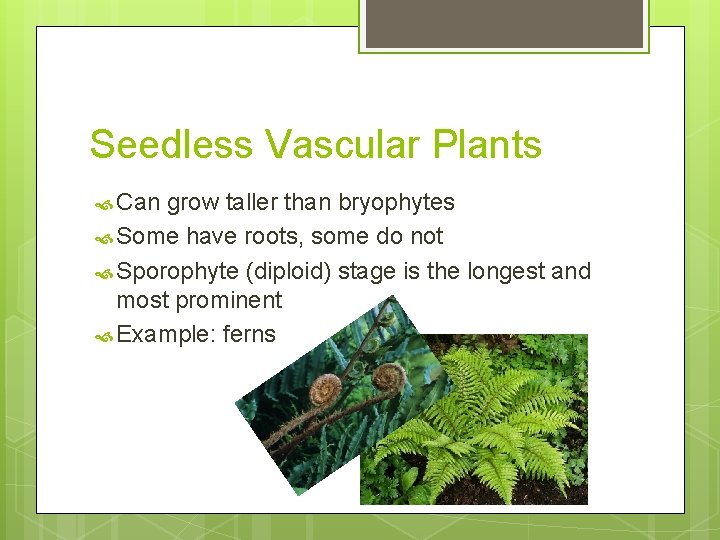 The Plant Kingdom Important Words to Know Bryophytes