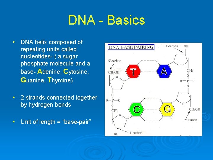 The Biology Behind DNA Fingerprinting Mark Bailey Outline