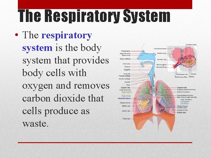 The Immune Respiratory Systems Warmup The human body