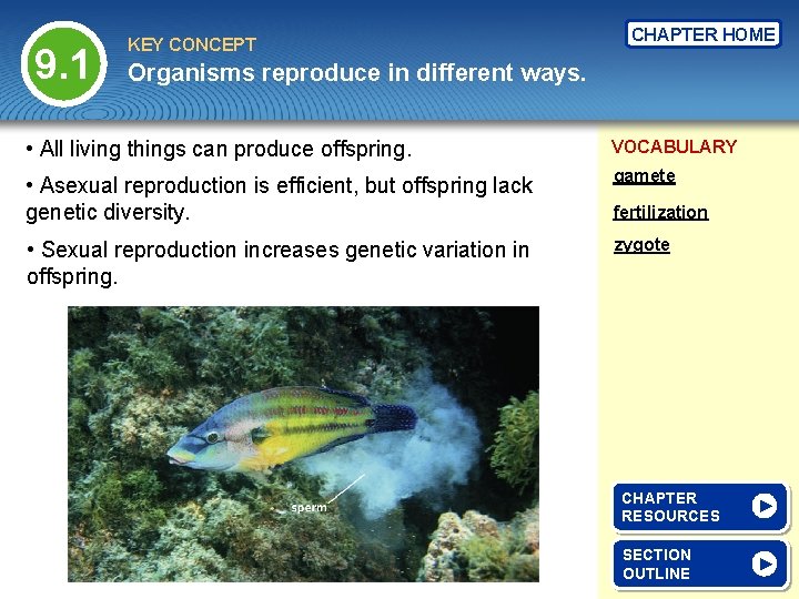 CHAPTER NEW CHAPTER Reproduction the BIG idea Reproductive