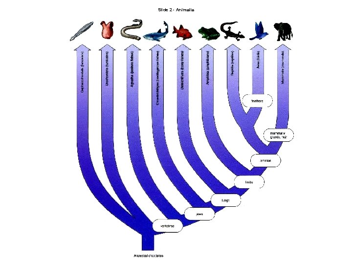 Biology 1102 Lecture 5 Slide 2 Animalia Slide