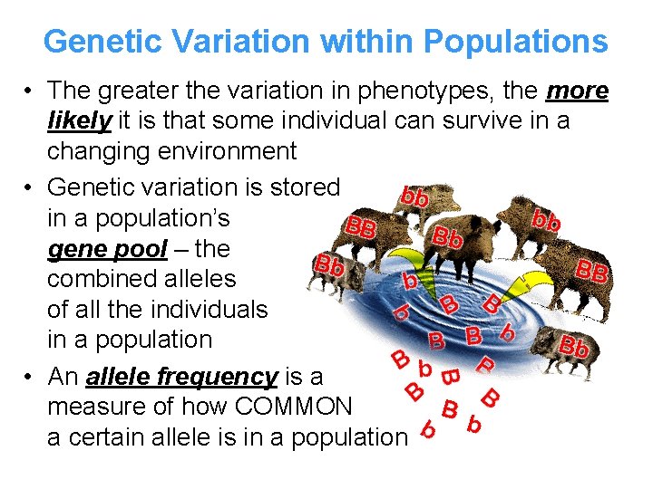 Breeding Bunnies Lab Observe the graph and discuss