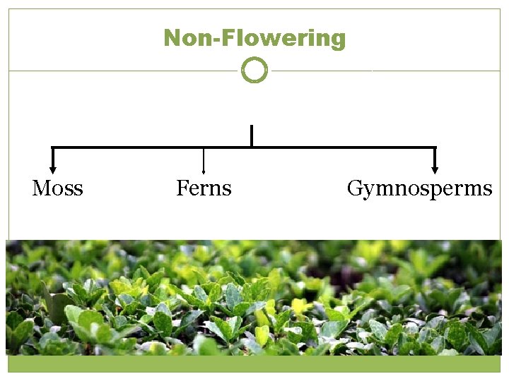 Introduction to Classifying Selecting Landscape Plants Objective 1