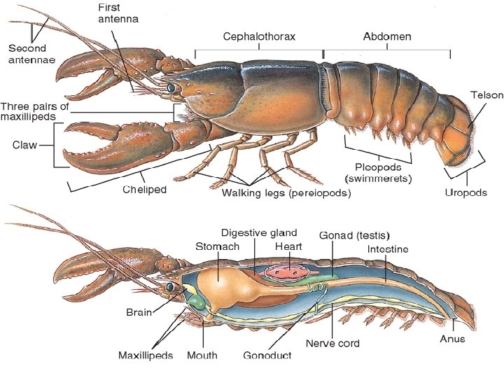Arthropods Armored Achievers Crabs Lobster Shrimp Barnacles Arthropods