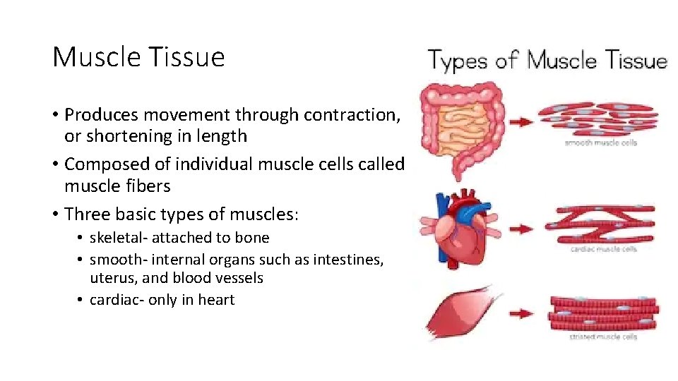 Body Organization Chapter Outline I Word Parts II