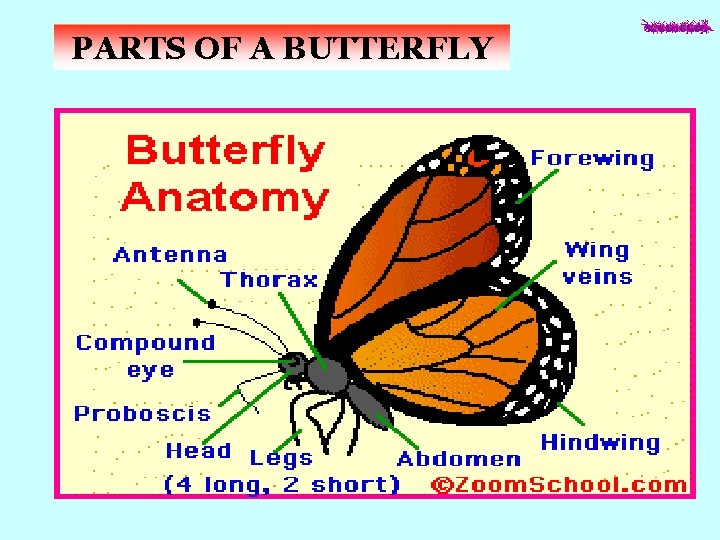 PARTS OF A BUTTERFLY What are butterflies Butterflies