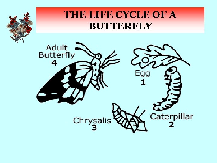 PARTS OF A BUTTERFLY What are butterflies Butterflies