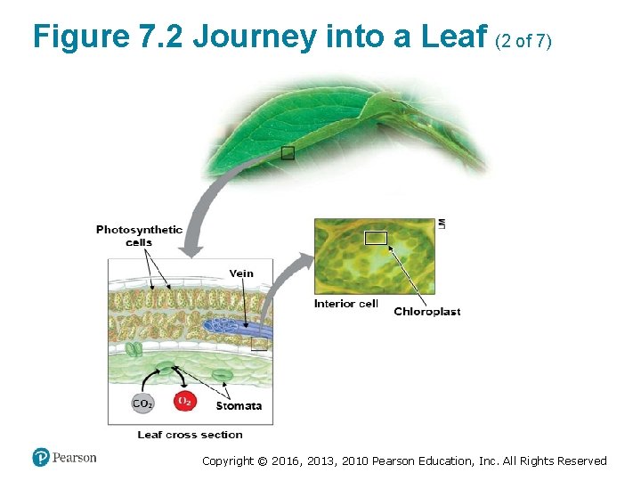 CHAPTER 7 The Basics of Photosynthesis 1 of