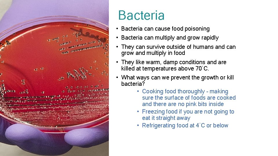 Food Hygiene Safety Microbes In Food This Project