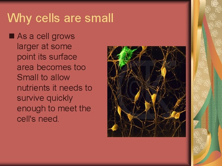 Cells Diversity Size Basic parts And Prokaryotes vs
