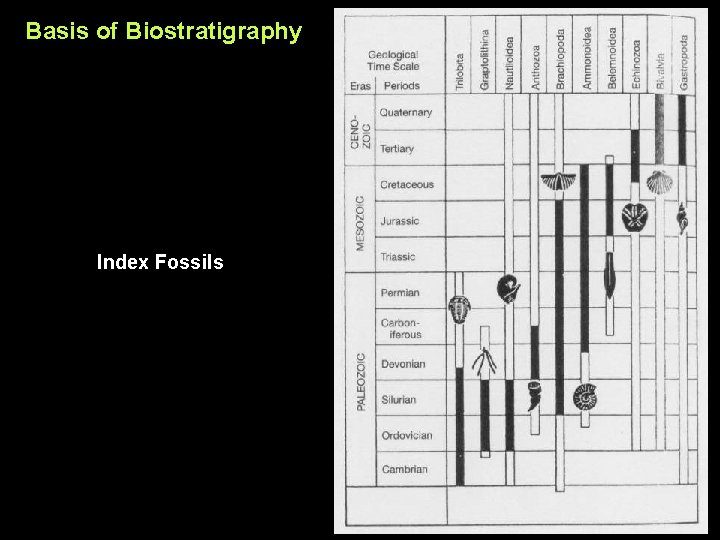 Biostratigraphy Basis of Biostratigraphy Biozones Examples Problems Magnetostratigraphy