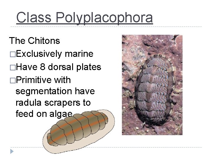 Biology 11 Kingdom Animalia Phylum Mollusca The Soft