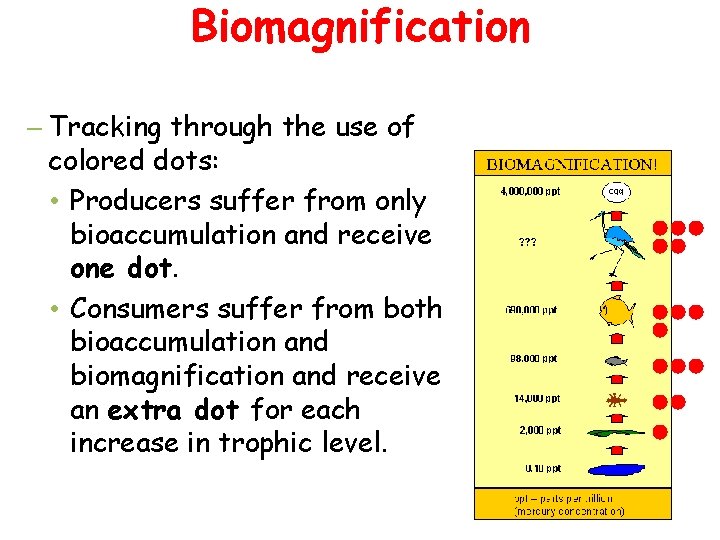 Bioaccumulation and Biomagnification Tracing Pollution Through An Ecosystem