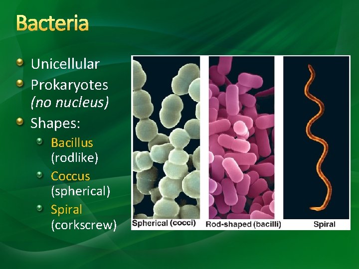 Types of Microorganisms Microbiology Unit 1 Types of
