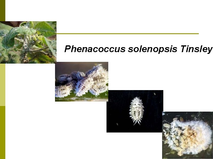 A novel method for the management of mealybug
