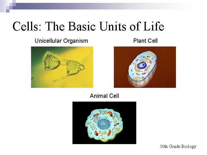 Cells The Basic Units of Life 10 th