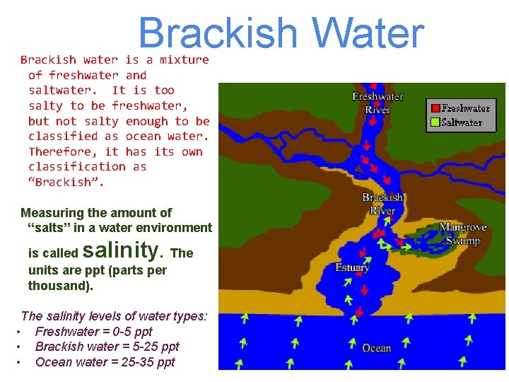 Structure characteristics of an Estuary What abiotic factors