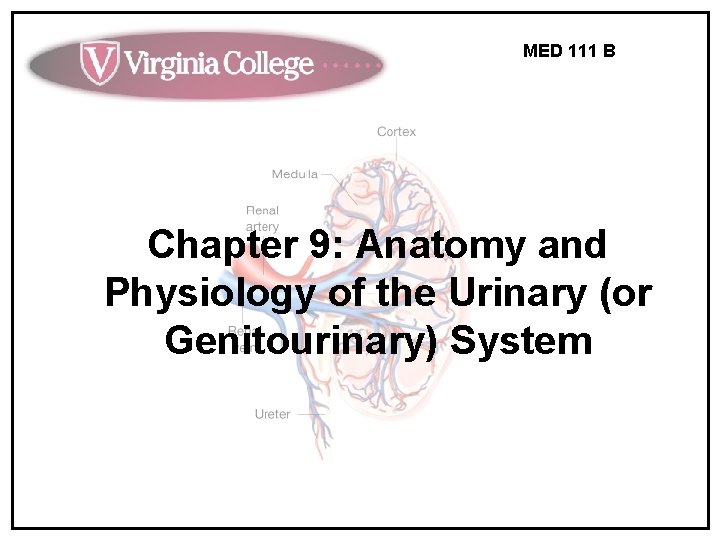MED 111 B Chapter 9 Anatomy and Physiology