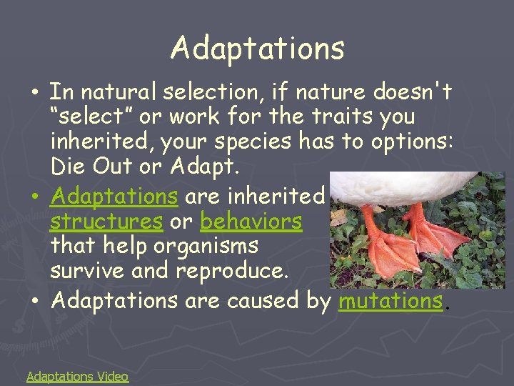 Evolution Natural Selection and Adaptations Charles Darwin Brain