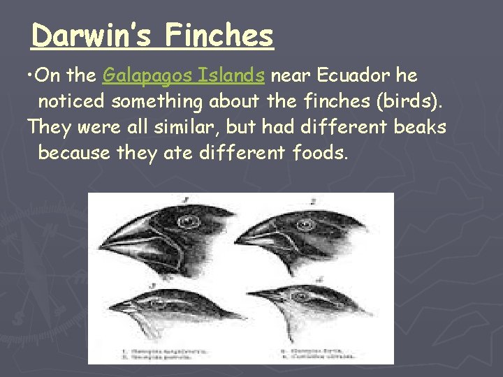 Evolution Natural Selection and Adaptations Charles Darwin Brain