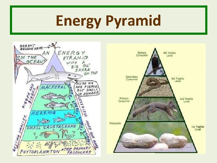 EQ What is an ecosystem Vocabulary Words Environment