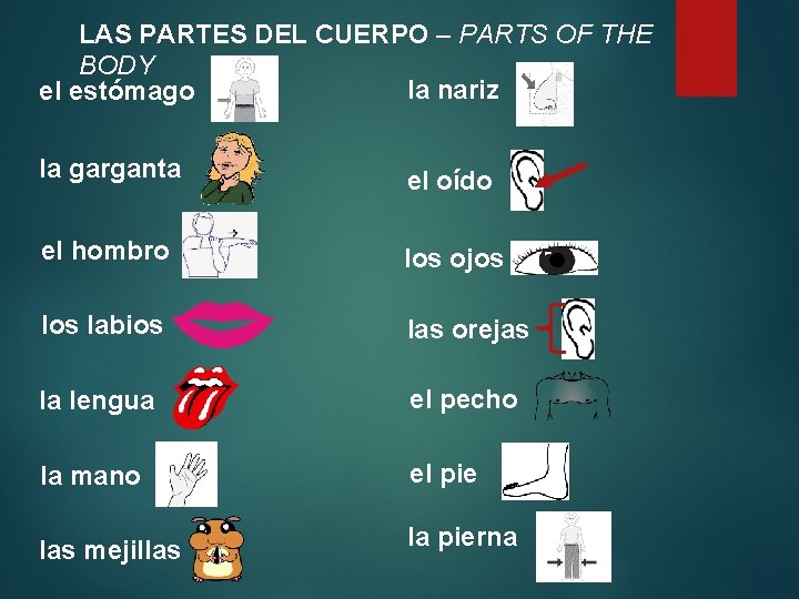 LAS PARTES DEL CUERPO PARTS OF THE BODY