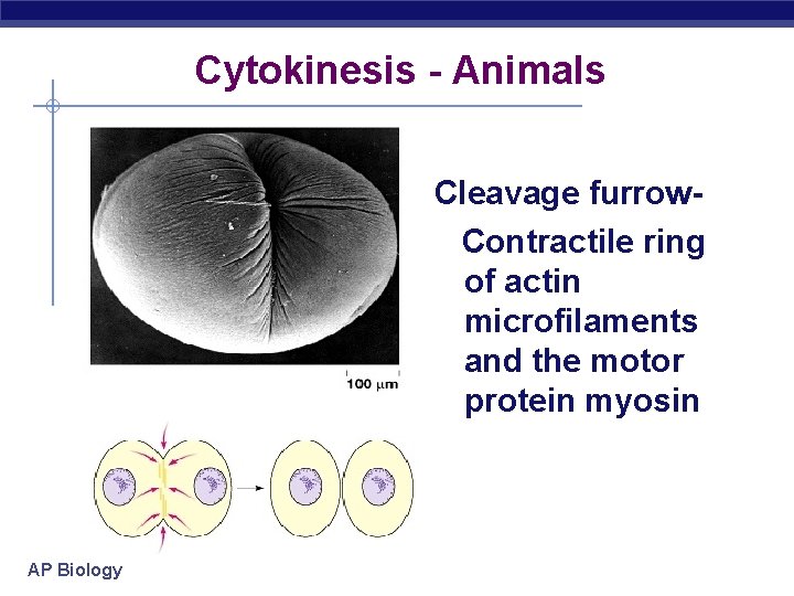 The Cell Cycle and Cancer AP Biology Functions