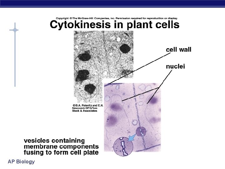 The Cell Cycle and Cancer AP Biology Functions